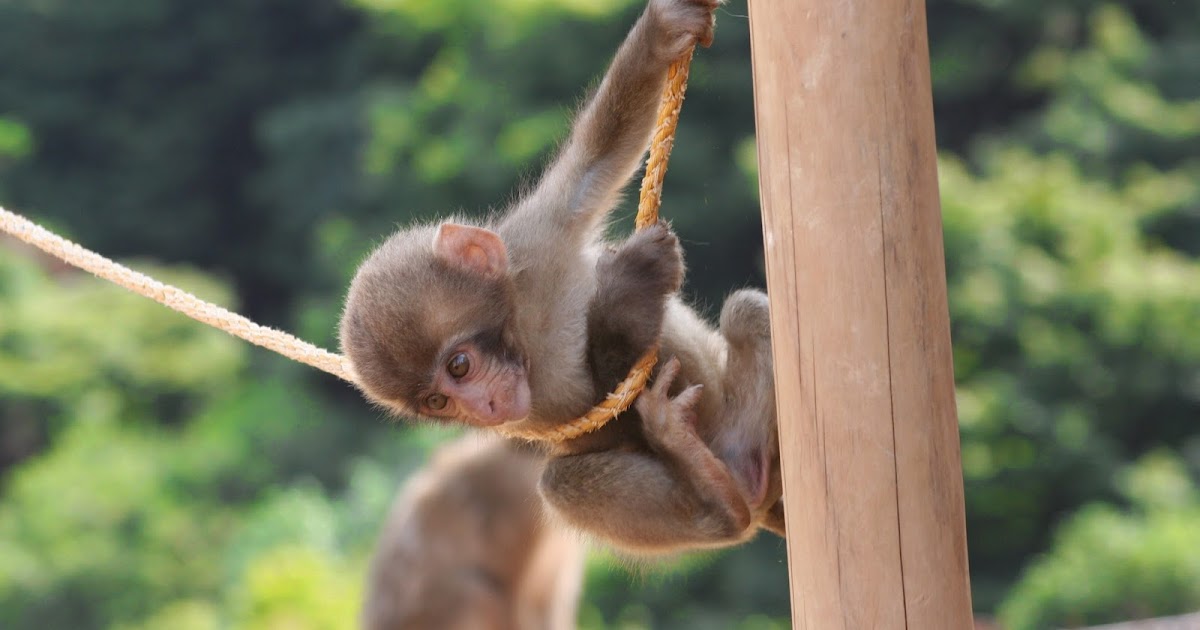 The Happy Homunculus: Useful Data