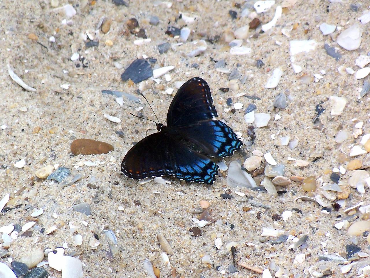A View from the Beach: More Butterflies at the Beach