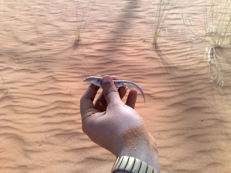 Birds of Saudi Arabia: Eastern (Sandfish) Skink – Record by Mansur Al-Fahad