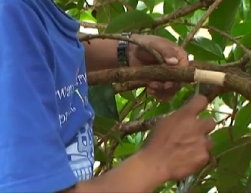 Cara CANGKOK Tanaman Dengan Sabut Kelapa - Tips dan Trick