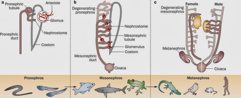 Ciencias de Joseleg: Mesonefros, metanefros y opistonefros