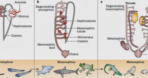 Ciencias de Joseleg: Mesonefros, metanefros y opistonefros