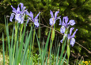 Walking Arizona: Wild Iris