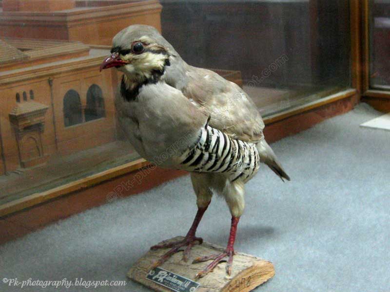 National Bird Of Pakistan | Nature, Cultural, and Travel Photography Blog