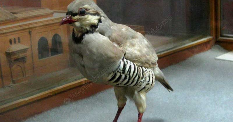 National Bird Of Pakistan | Nature, Cultural, and Travel Photography Blog