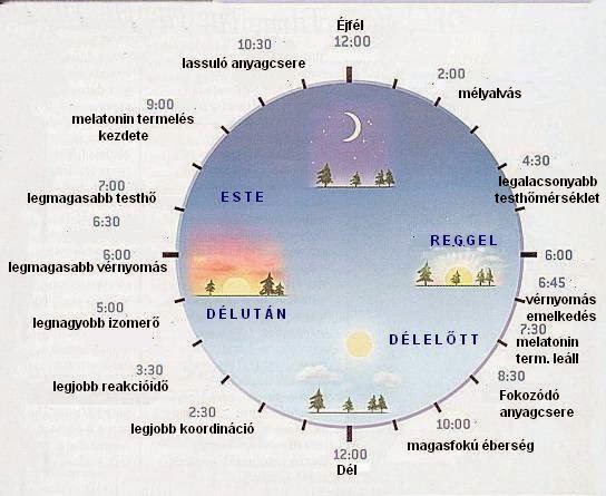 Boszorkánykonyha: Cirkadián ritmus, melatonin, alvás