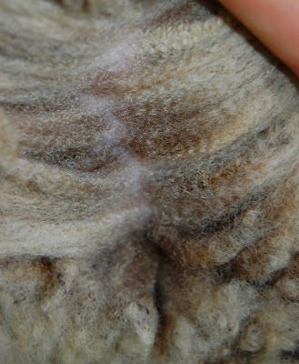 Crosswinds Farm: Now that's a sheep of a different color!