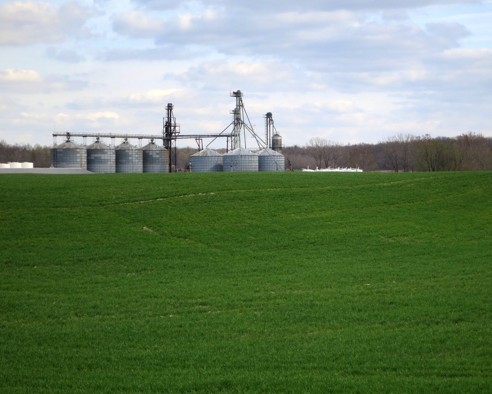 Wheatavore: Wheat reports from the Midwest, spring 2013