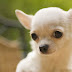How To Train Your Chihuahua or Chiwawa Dog Breed