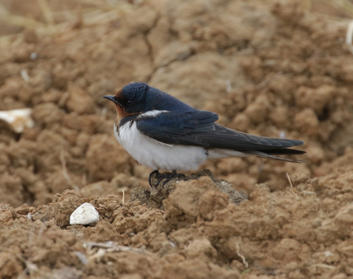 BIRDING - Kyoto, Kansai and Japan: Himalayan Swiftlets on Yonaguni