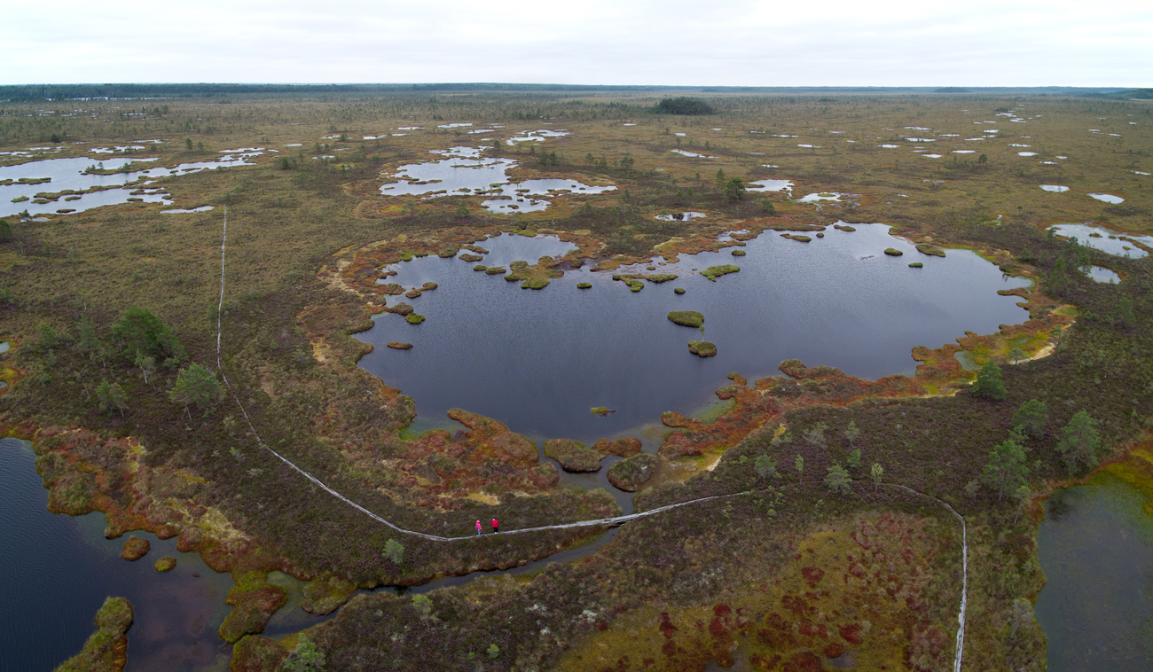 - Paranull -: Nigula raba, vana laudtee.