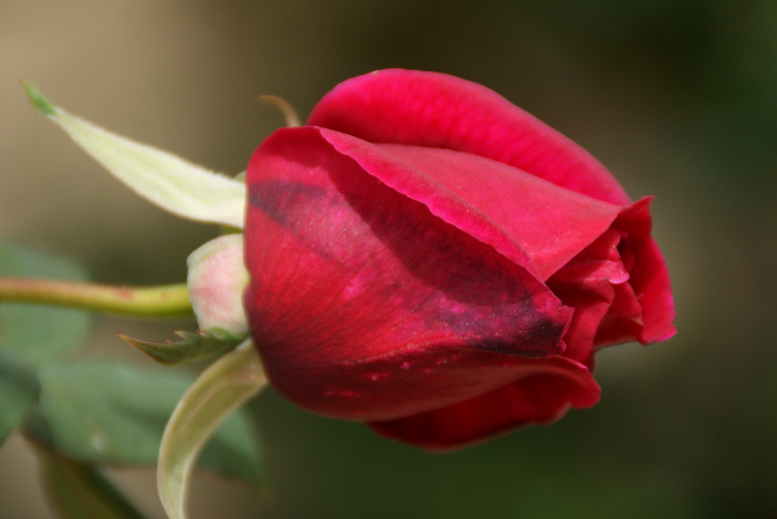 Organic Garden Dreams: March Roses