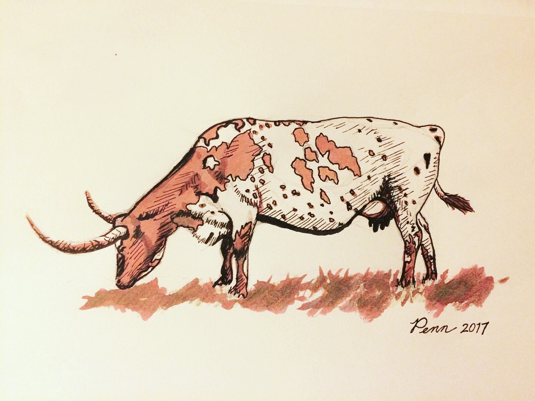 How to draw - step by step process drawing a cow in pencil and ink