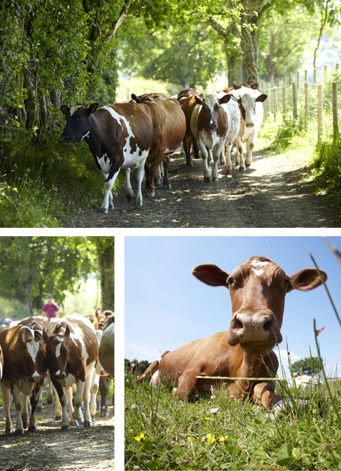 The Artisan Food Trail: The Big Cheese: Hafod Welsh Organic Cheddar