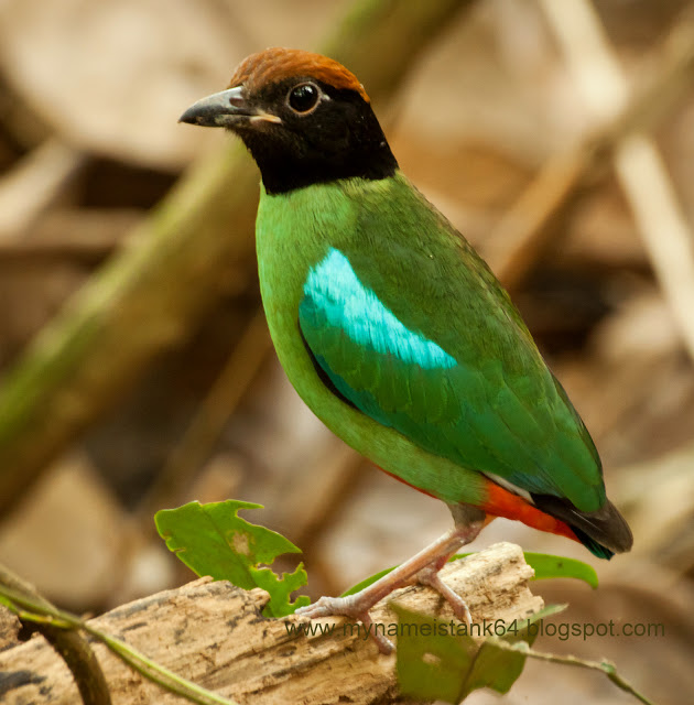 Birds of Malaysia @ mynameistank64: Hooded Pitta (Pitta Sordida).