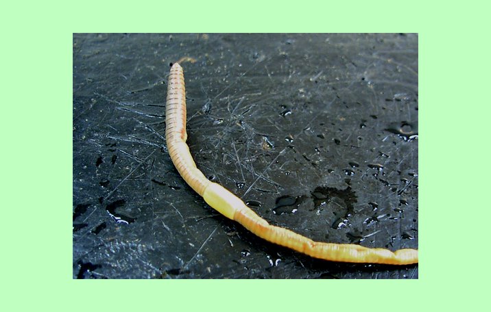 Annelida : Pengertian, Ciri, Struktur Tubuh, Klasifikasi - Jegeristik