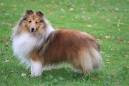 Woolshed 1: Farm working Dogs in New Zealand. 1. Breeds.