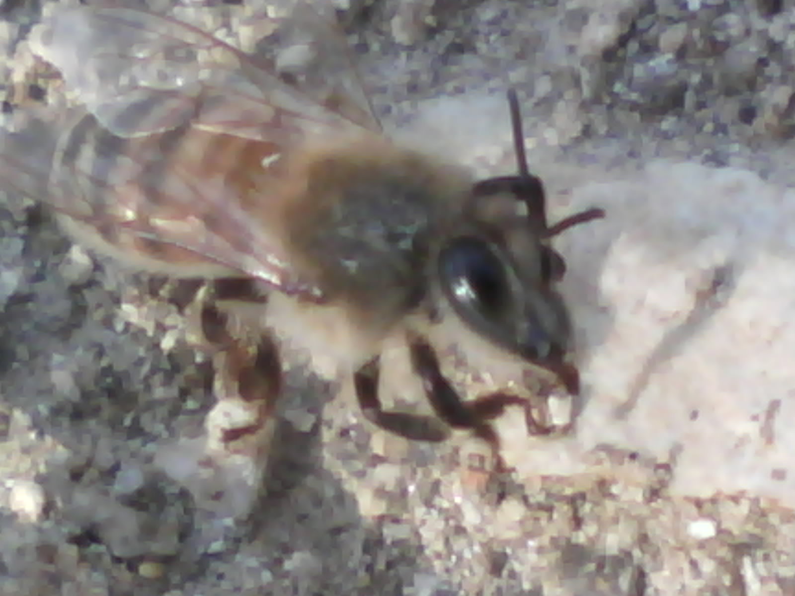 kidstong-Little Science Museum: Bee's compound eye