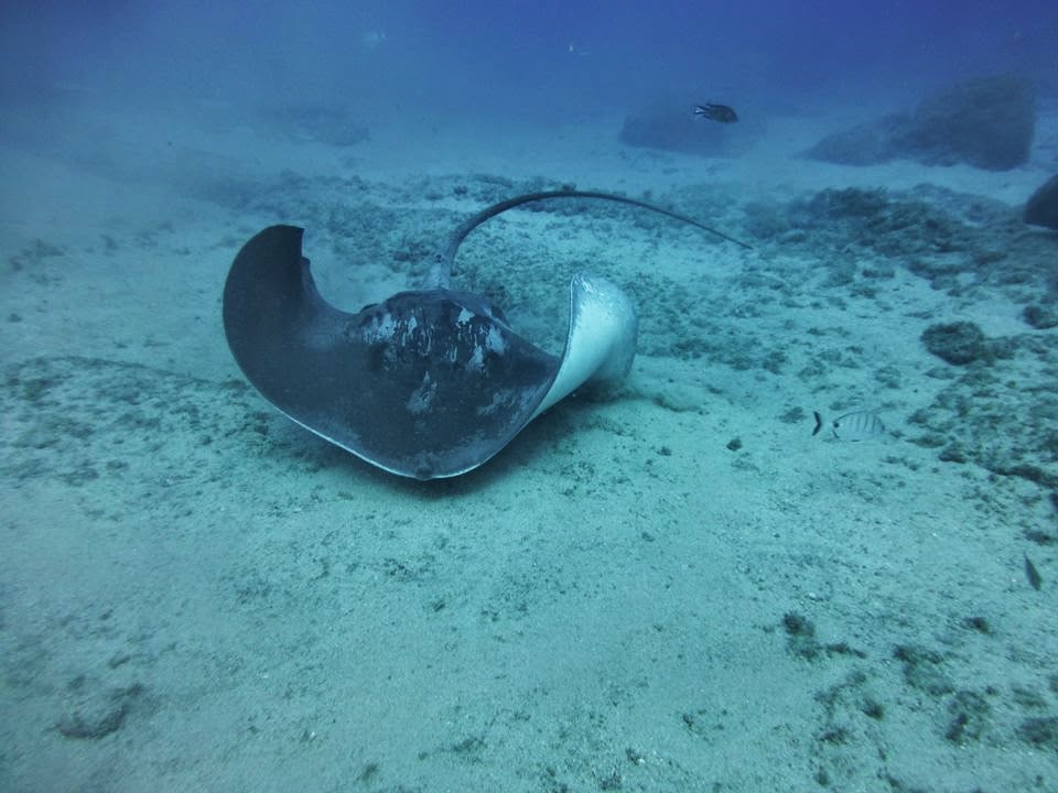Canarian Sea: Runder Stechrochen – Taeniura grabata