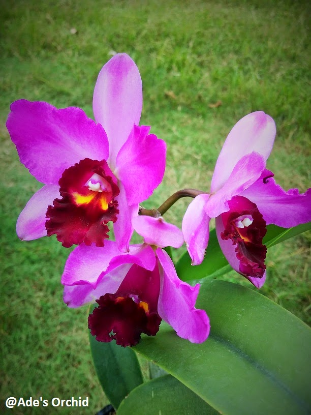 Ade's Orchid: Cattleya Pot. Creation 'Summer's Choice'