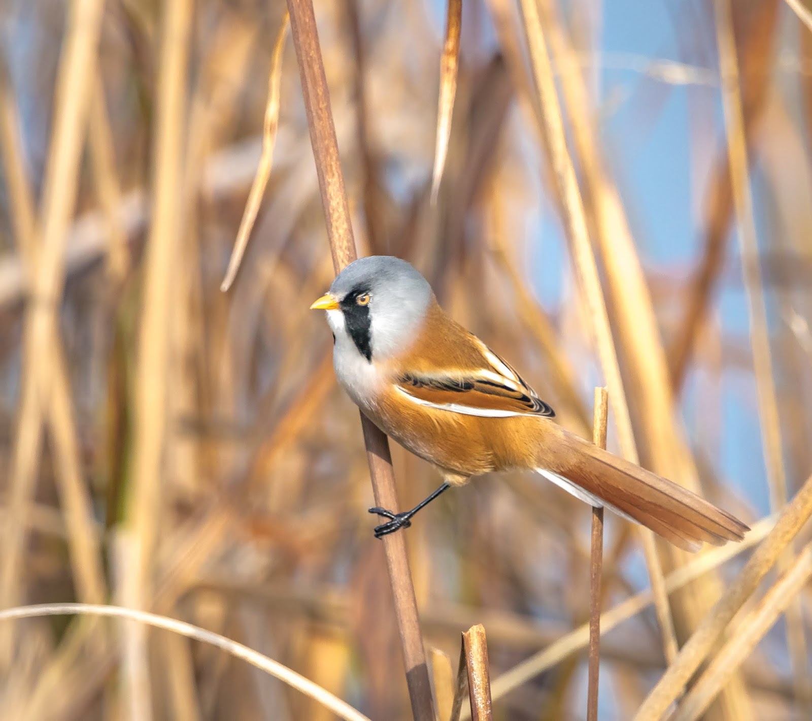 Boatbirder.com: 📖 #62 ~Bearded Reedling 🍁