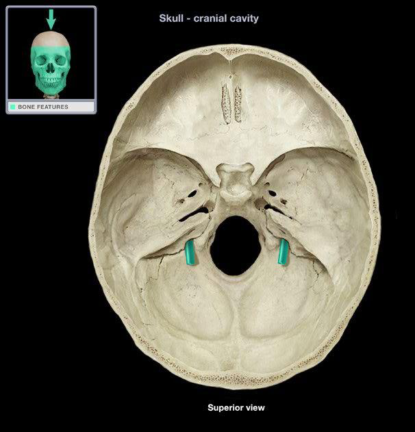 Asymmetry of the Modern Human Endocranium: Placing the fixed landmarks ...