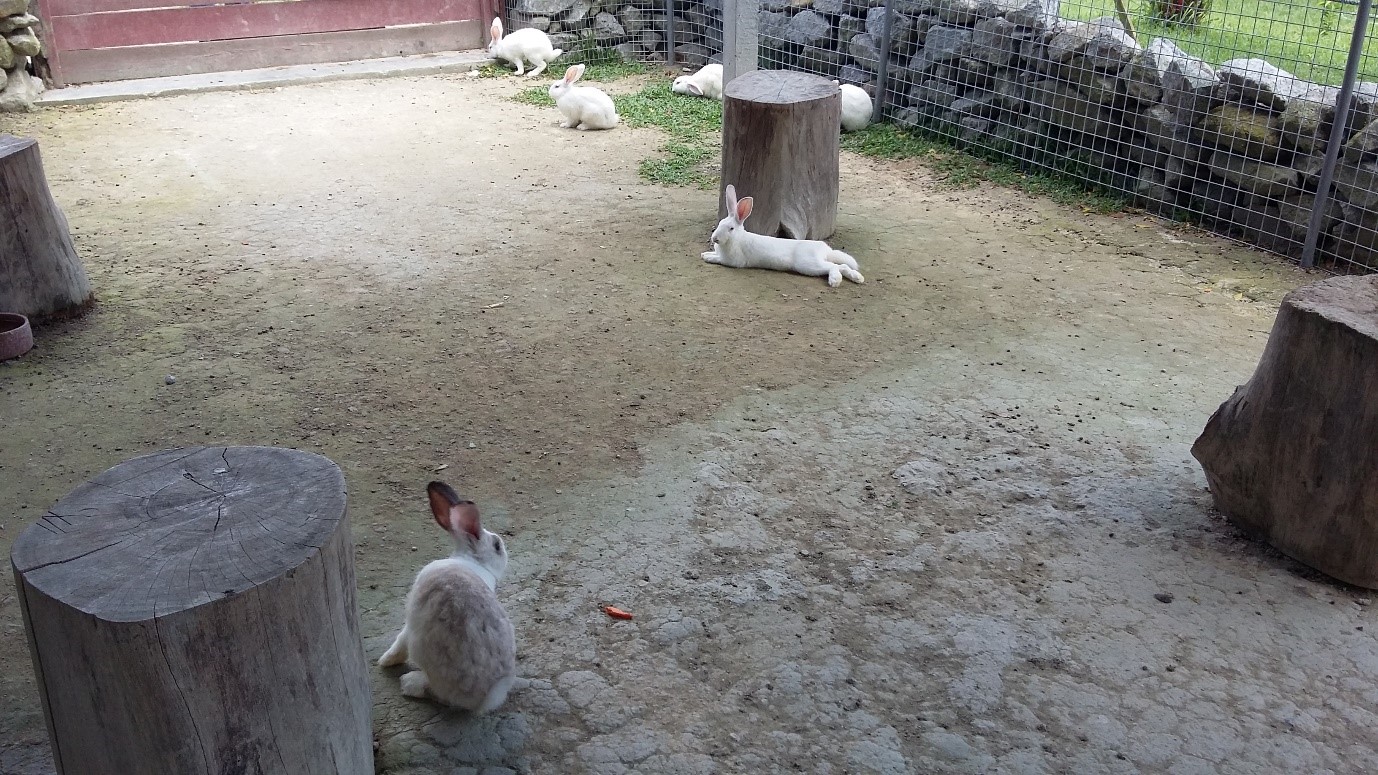 Mohd Faiz bin Abdul Manan: Rabbit Fun Land