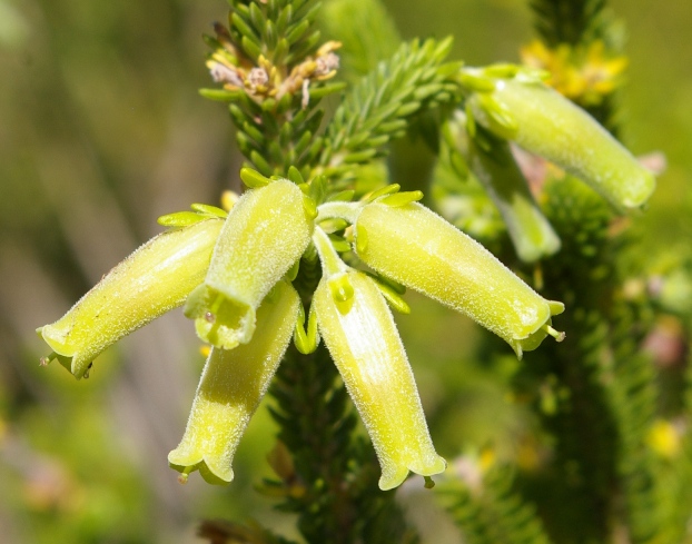 John Grimshaw's Garden Diary: Erica gracilis (and other Cape heaths)