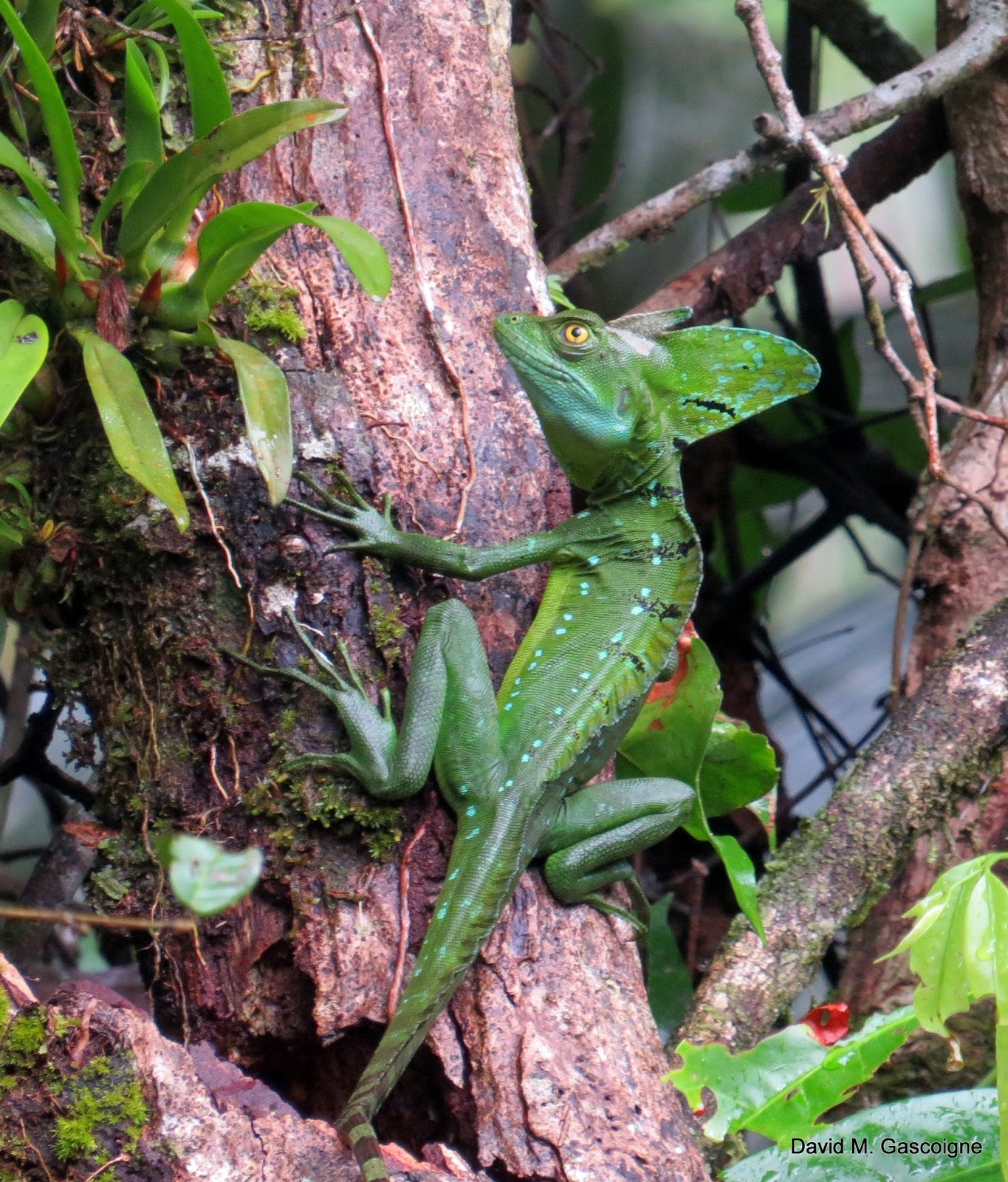 Green Basilisk - Travels With Birds