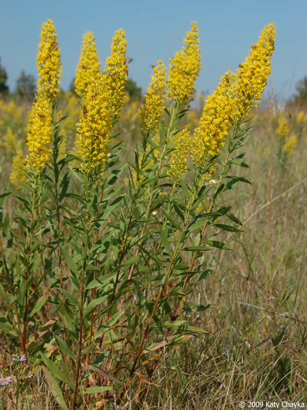 The Herb Hound: GOLDENROD
