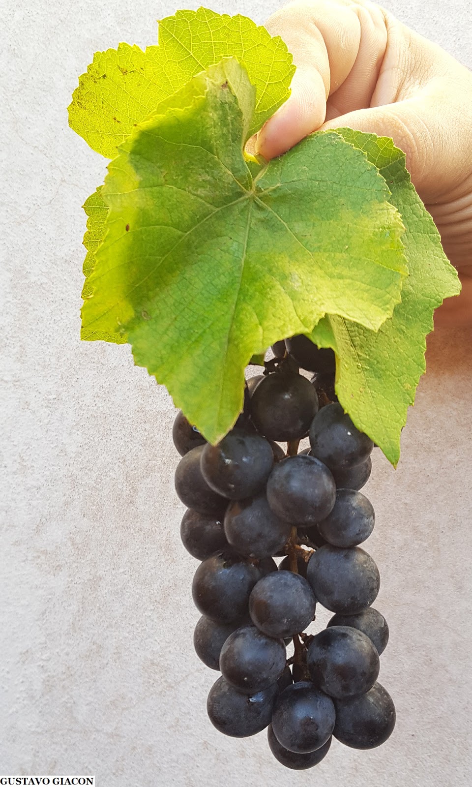 Viveiro Ciprest - Plantas Nativas e Exóticas: Uva Isabel Preta ( Vitis ...