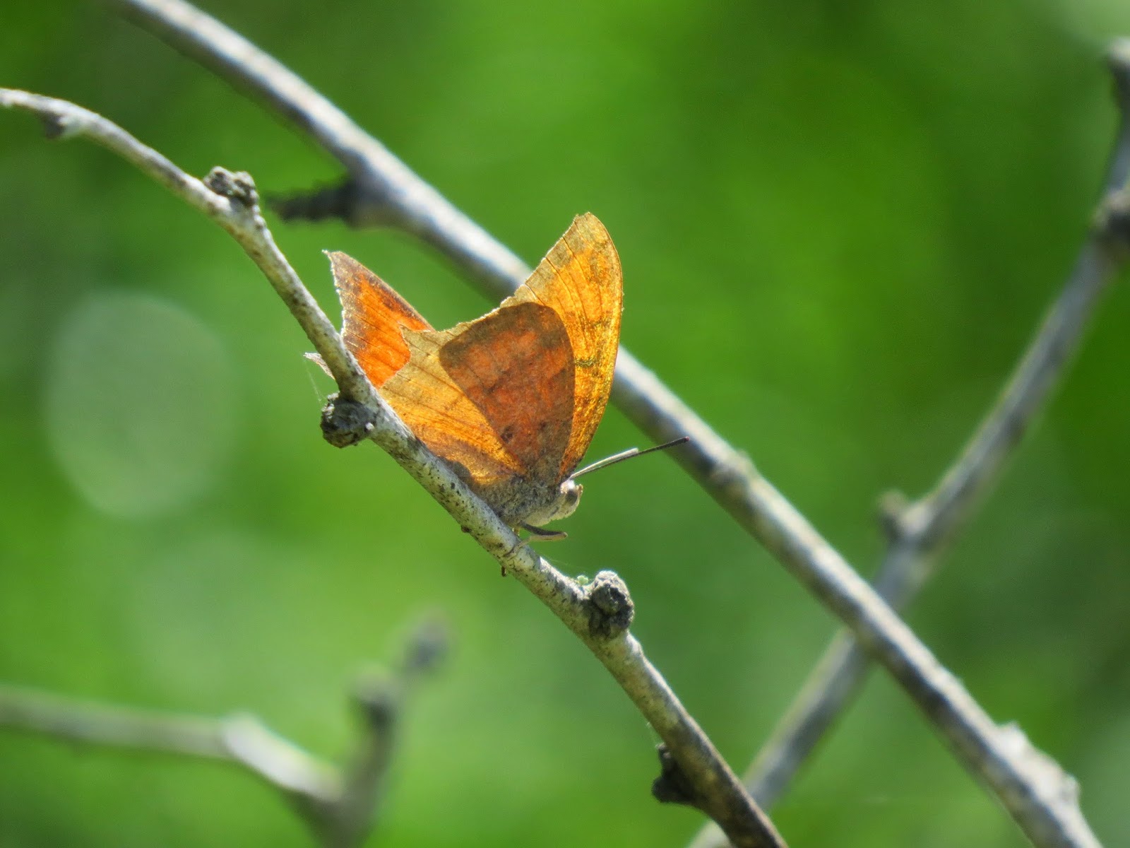 LGB's Nature Photos: Tropical Leafwing on a Windy Day