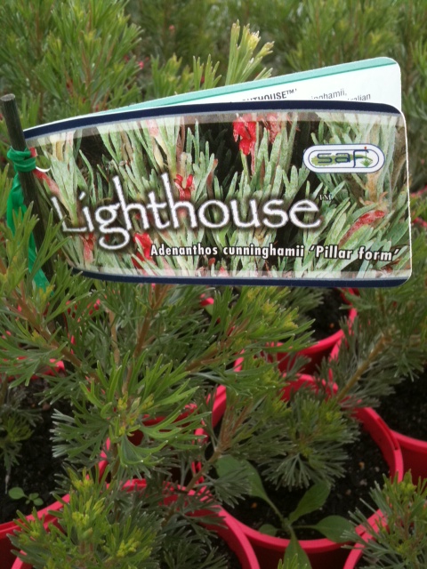 Gondwana Nursery: ADENANTHOS LIGHTHOUSE ALMOST READY TO GO OUT!
