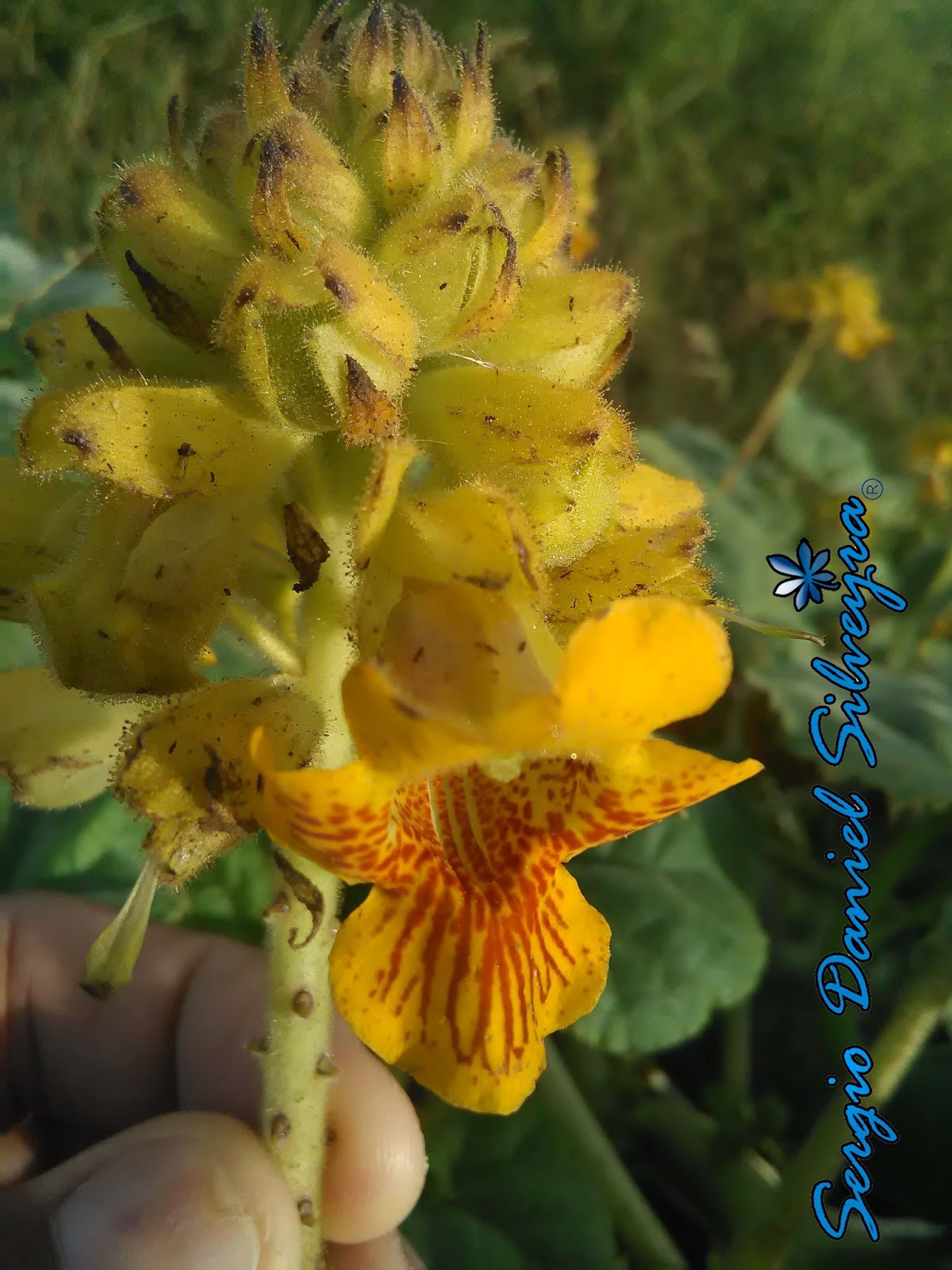 Flora Nativa de Entre Rios