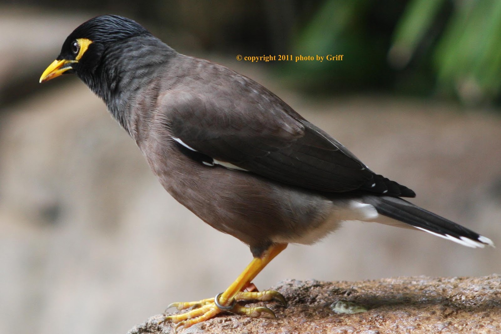 Griff's Bird Photos: Myna (Common)