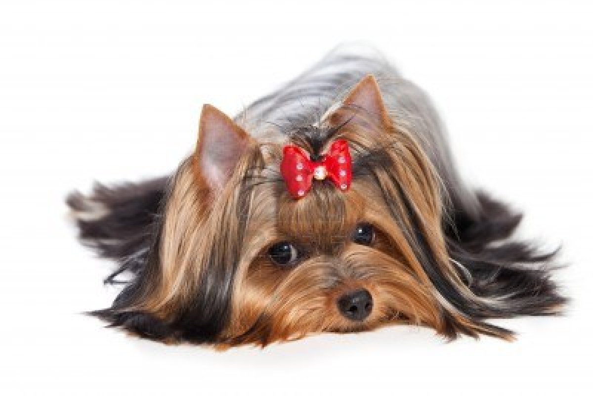 MUNDO ANIMAL: Yorkshire terrier