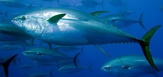 Conociendo el Mar: pez tuna