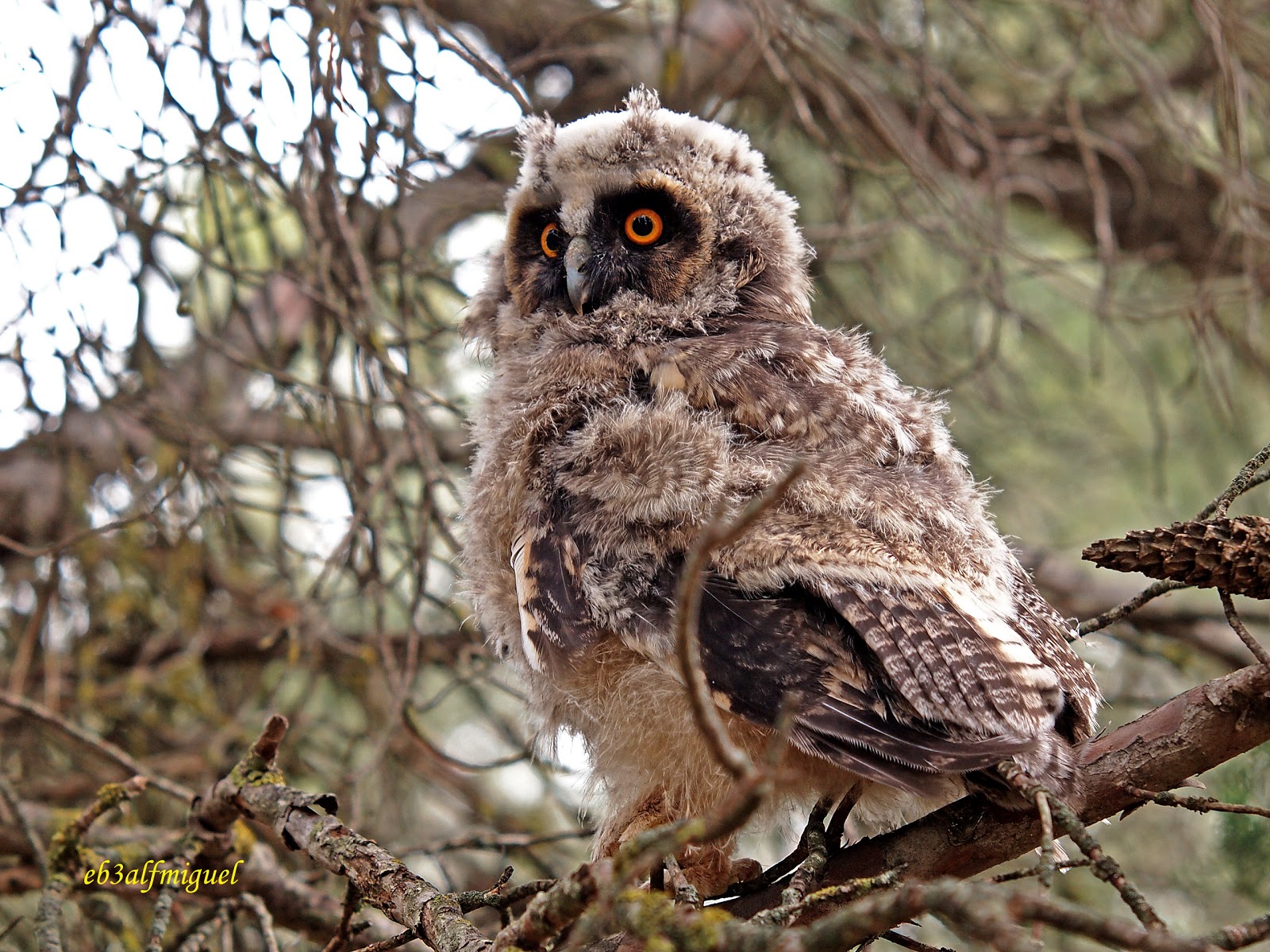 Miguel fotografia: MIS AMIGOS LOS BUHITOS
