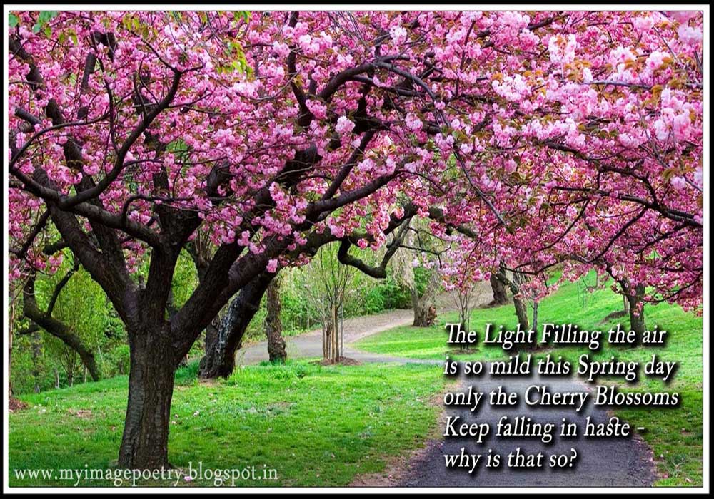 Image Poetry: English Image Poetry Collection