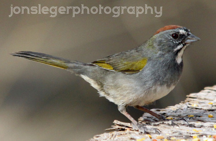 Northern Illinois Birder: Green-tailed Towhees and Spotted Towhee at ...