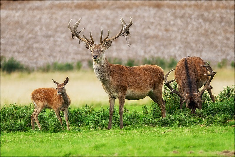 Ontario Species at Risk: List of 10 Ontario Species at Risk: Mammals ...