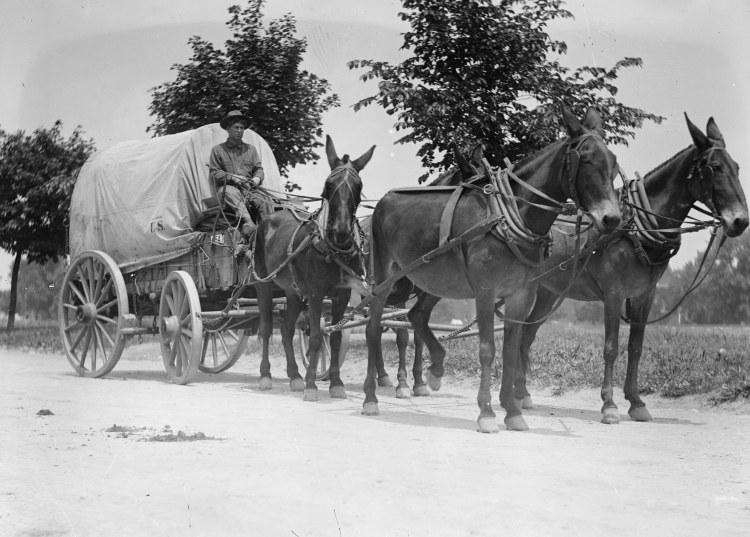 MADDENED FOWL: Army Mules