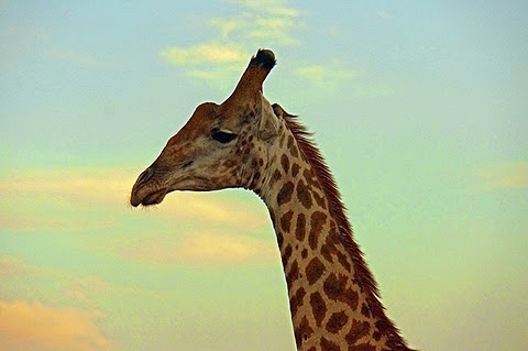 Around the world in 108 days: April 12 - Animals, the tallest and the ...