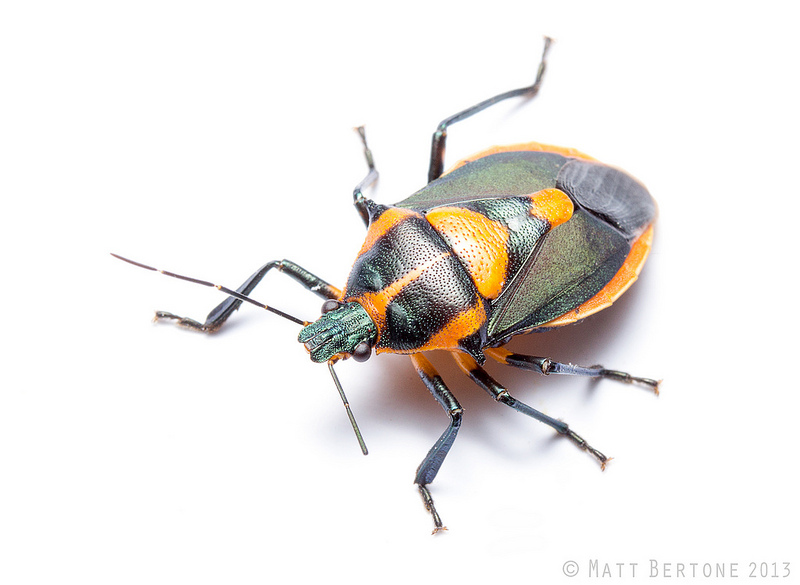 NCSU PDIC: Kissing Bugs and Chagas Disease in NC