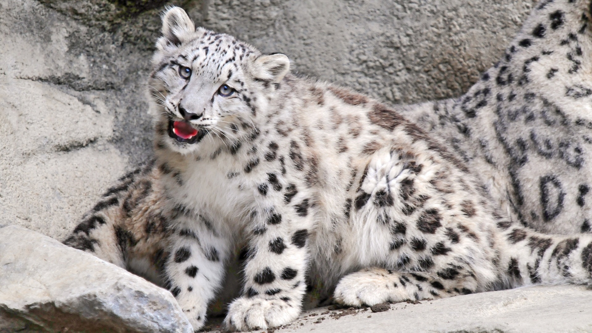 Snow Leopard - High Definition Wallpapers - HD wallpapers