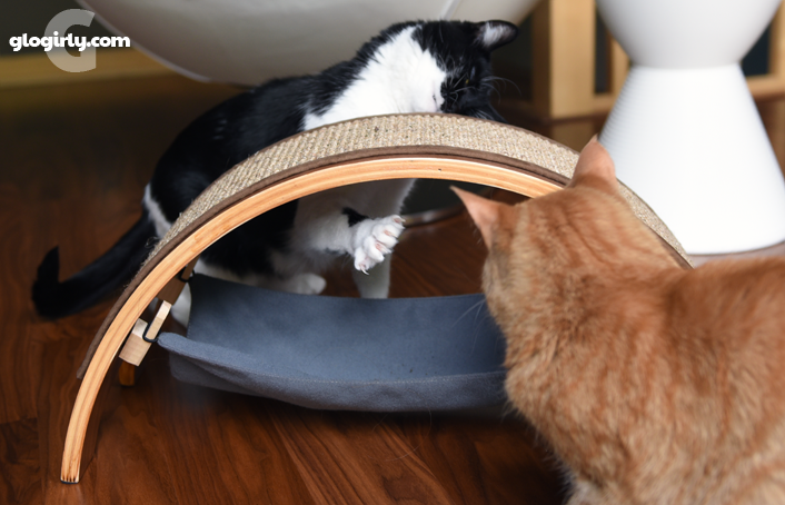GLOGIRLY: Katie & Waffles Test Drive the New QuickSnap™ Cat Scratcher