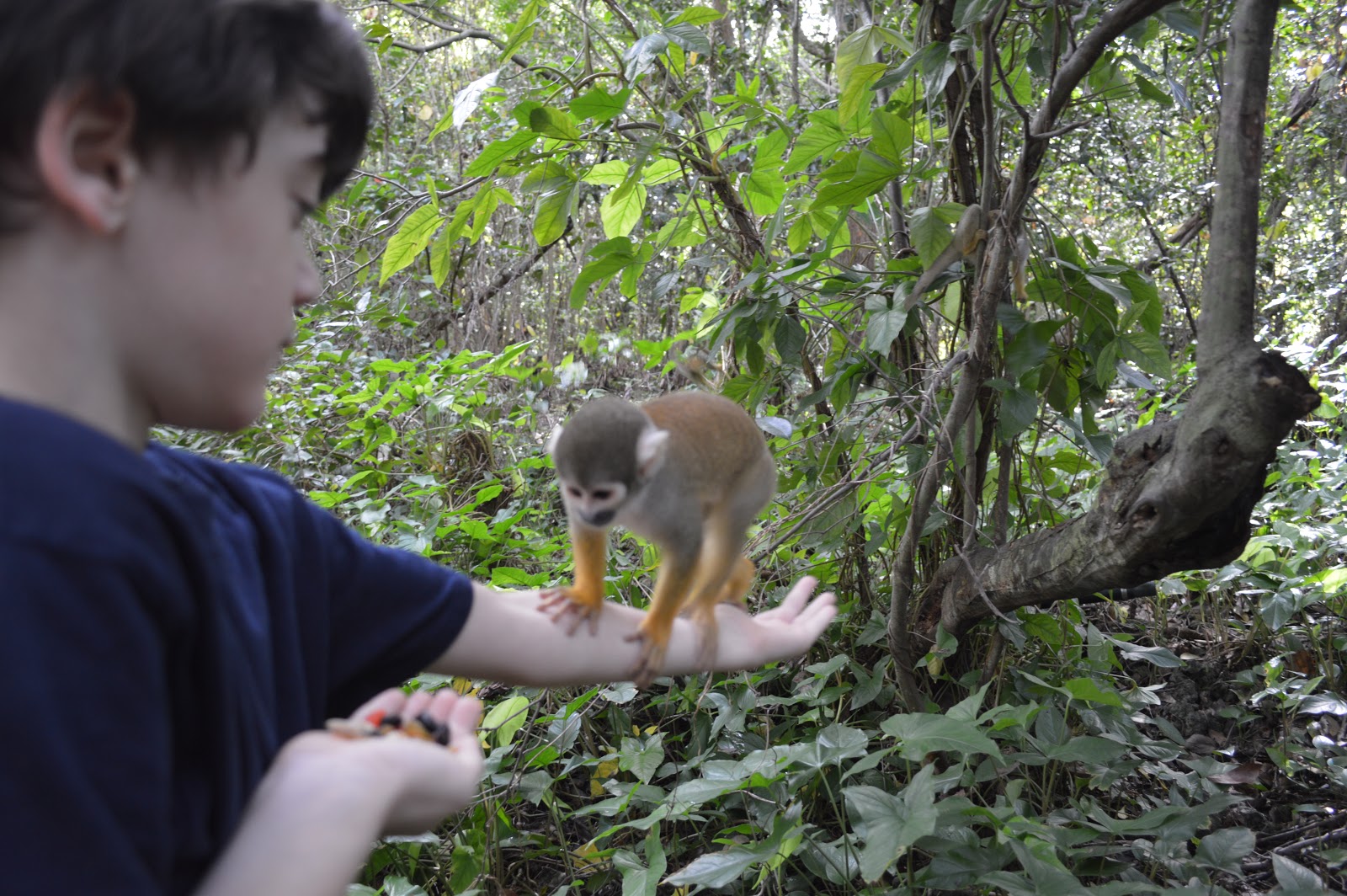 The Hermit Crabs Homeschool: Primate Rain Forest