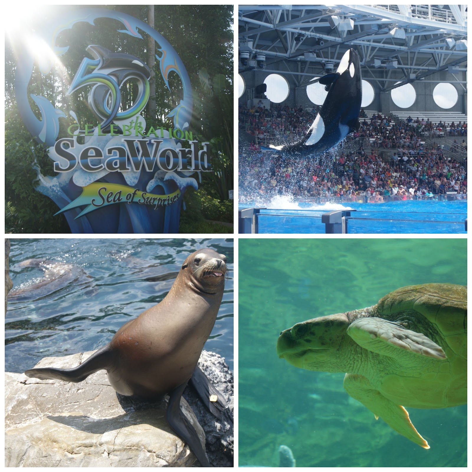 SeaWorld: oceans of fun for all the family! - New York For Beginners