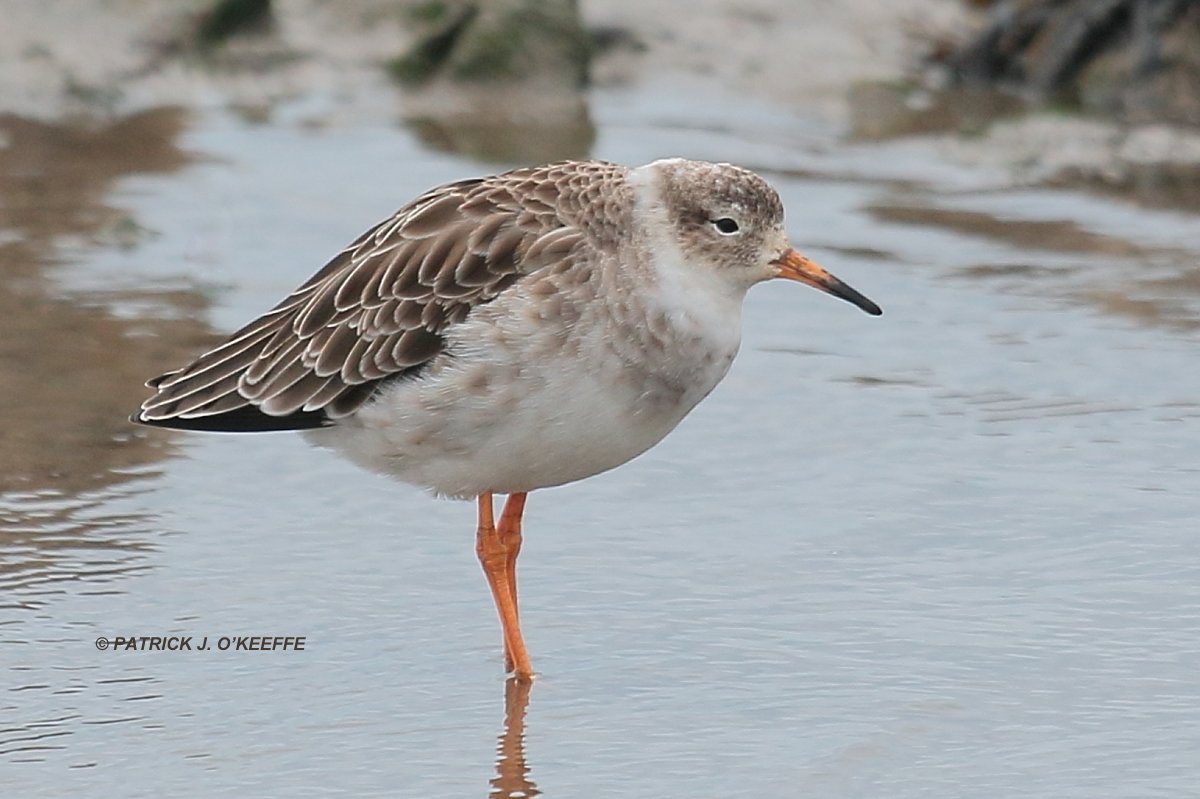 Raw Birds: RUFF (Calidris pugnax) Adult male, Rogerstown Estuary, Rush ...