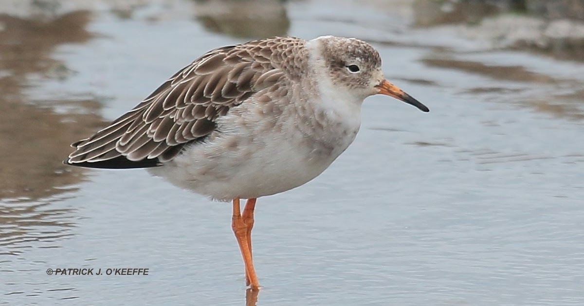 Raw Birds: RUFF (Calidris pugnax) Adult male, Rogerstown Estuary, Rush ...
